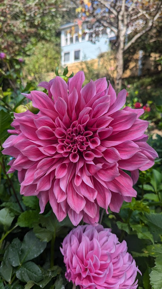 Emory Paul – Kallista Gardener