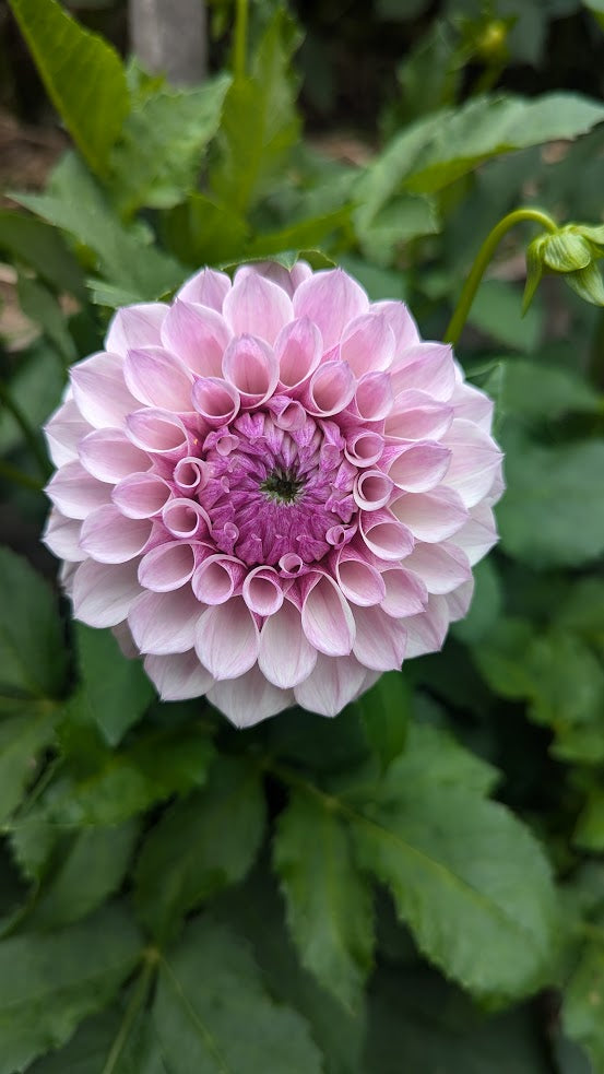Jeff Bloom – Kallista Gardener