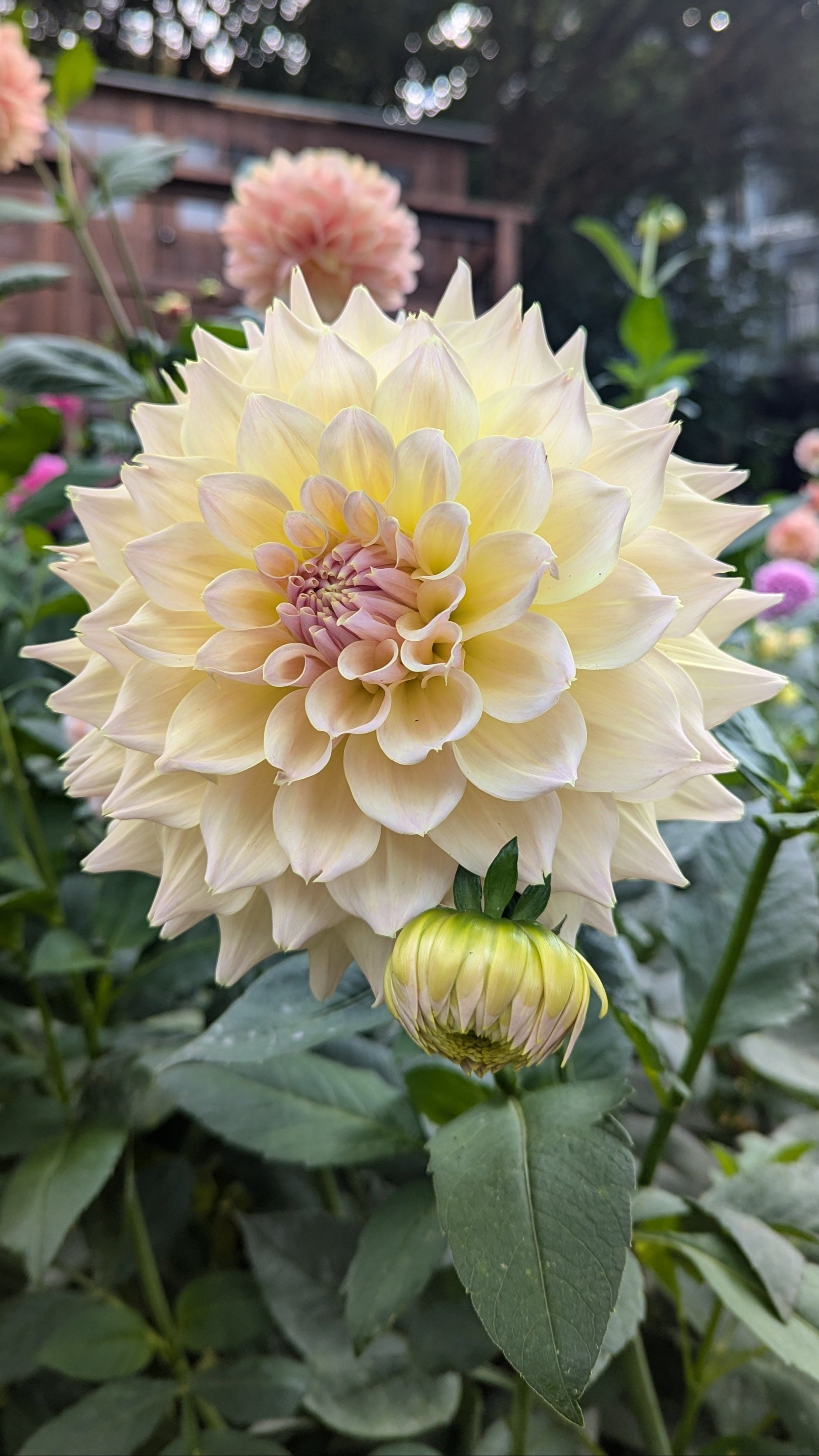 Westerton Lillian – Kallista Gardener