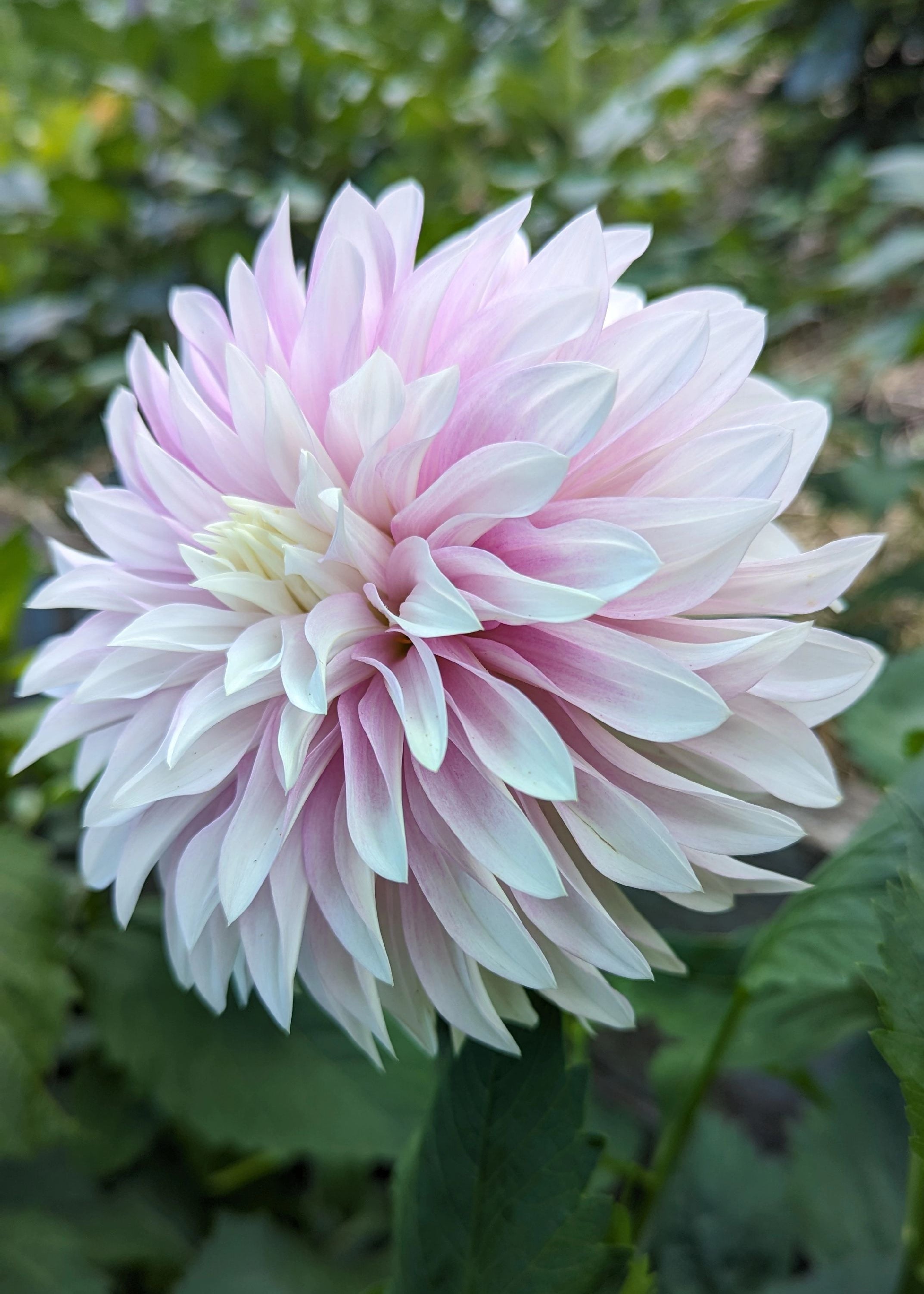 Clara Thora – Kallista Gardener